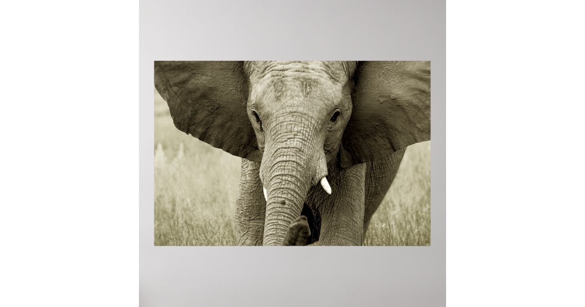 Afrikaanse olifant poster, druk, afbeelding poster | Zazzle.be