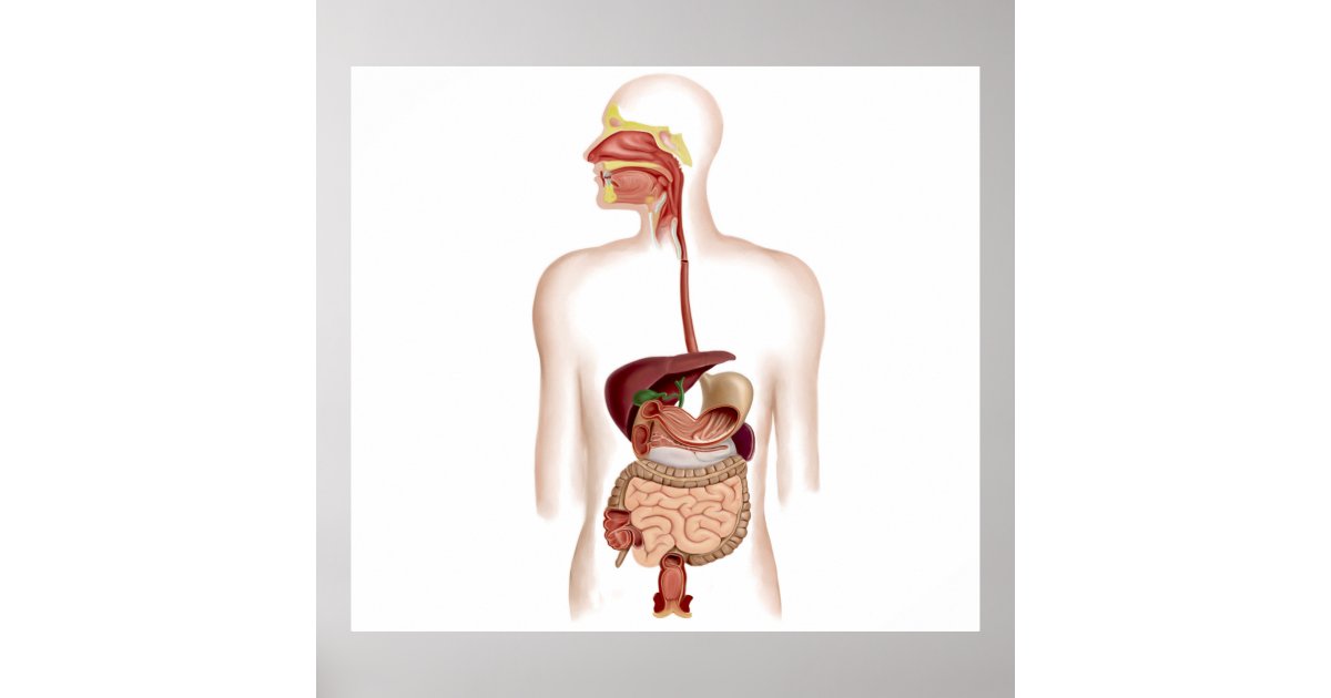 Anatomie van het spijsverteringsstelsel poster | Zazzle.be