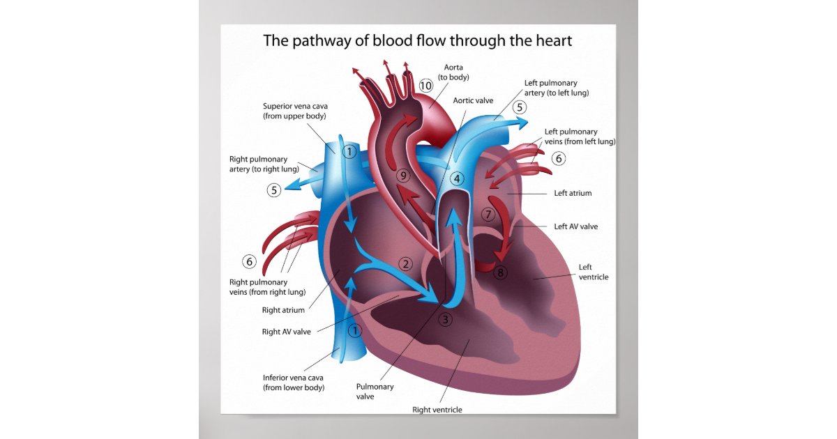 Bloedstroom door het hart poster | Zazzle.be