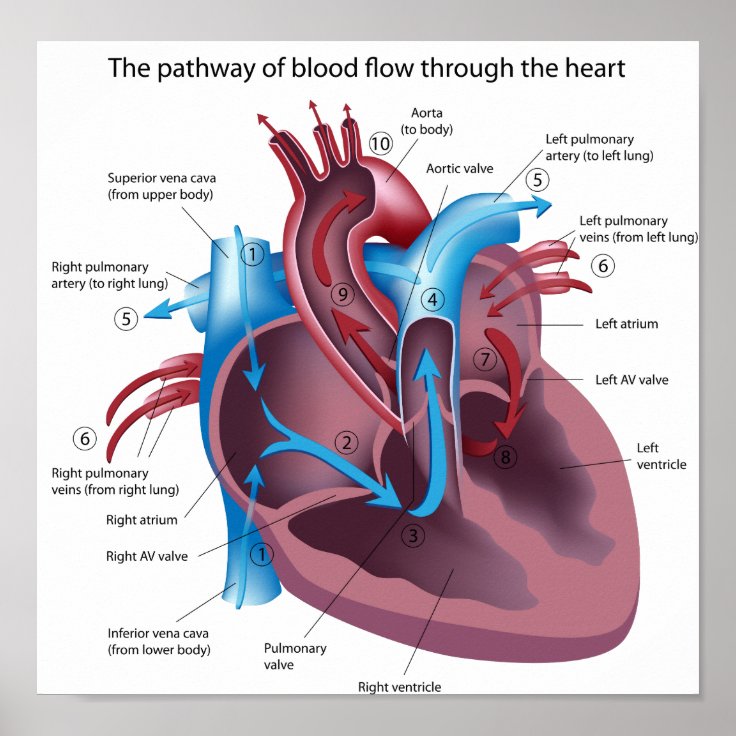 Bloedstroom door het hart poster | Zazzle.be