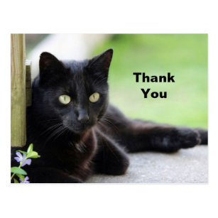 Cartes postales Merci Chat originales | Zazzle.be
