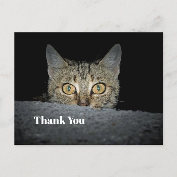 Cartes postales Merci Chat originales | Zazzle.be