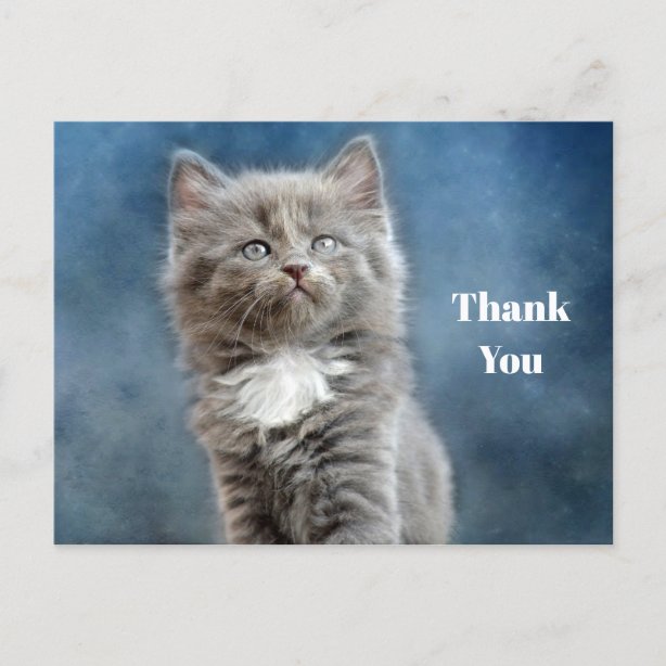 Cartes postales Merci Chat originales | Zazzle.be