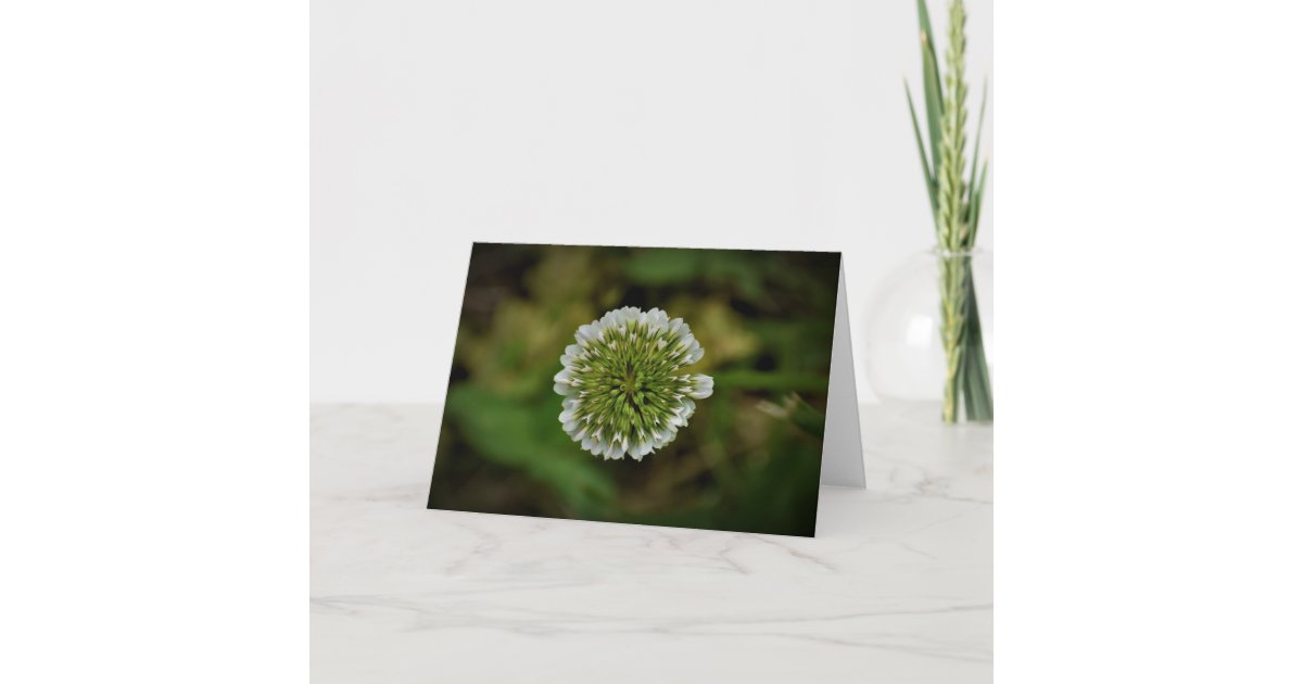Clover, carte | Zazzle.be