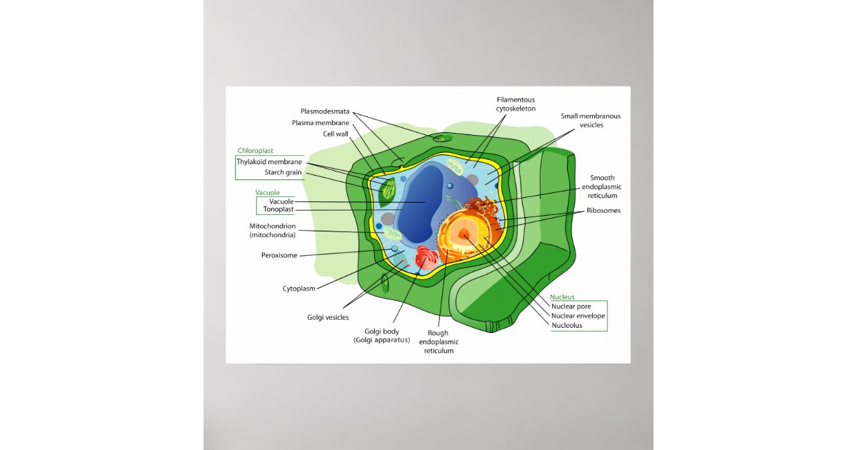 Diagram van een typische Plant celstructuur Poster | Zazzle.be