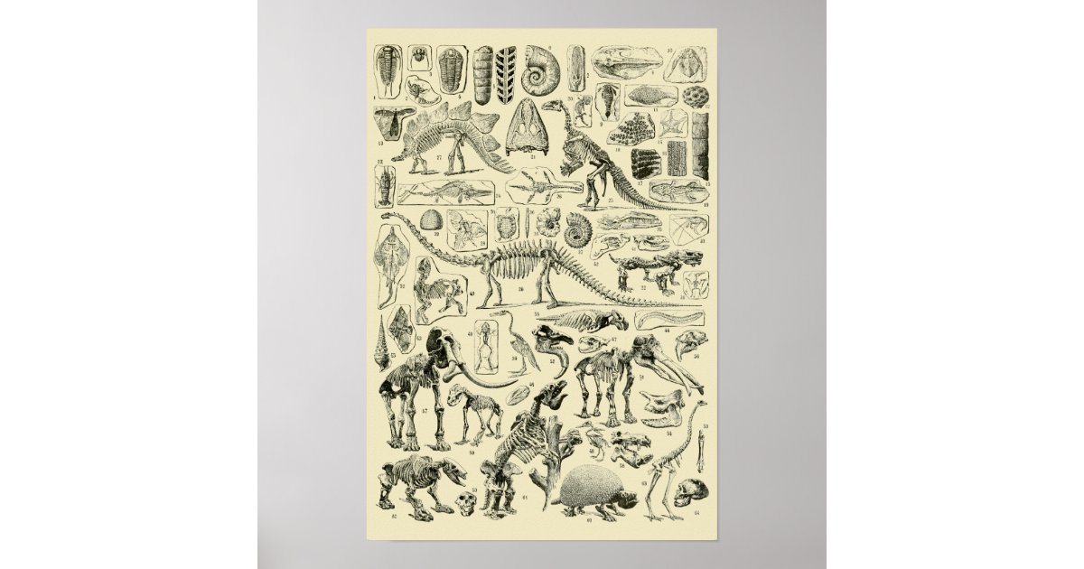 Dinosaur Bone Fossils Art Poster | Zazzle.be