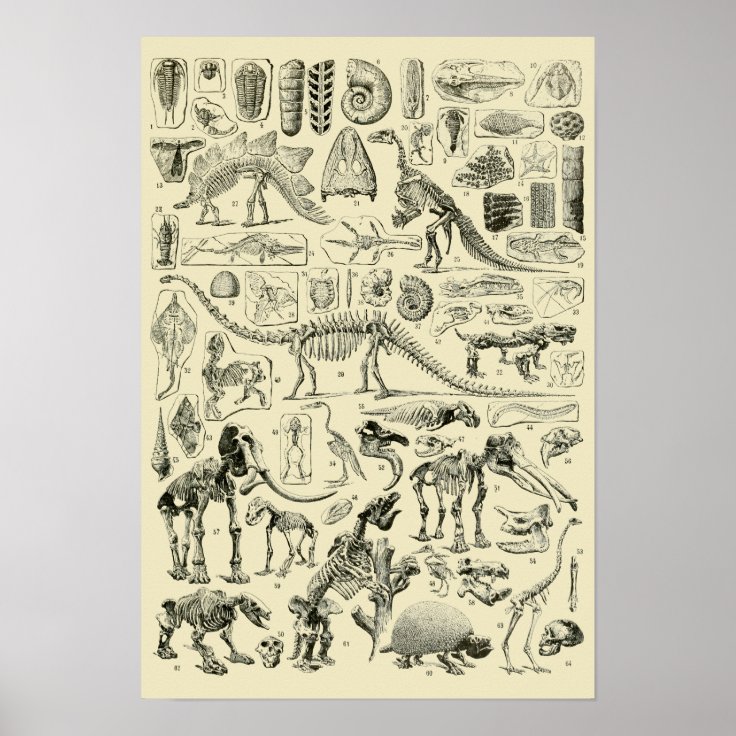 Dinosaur Bone Fossils Art Poster | Zazzle.be