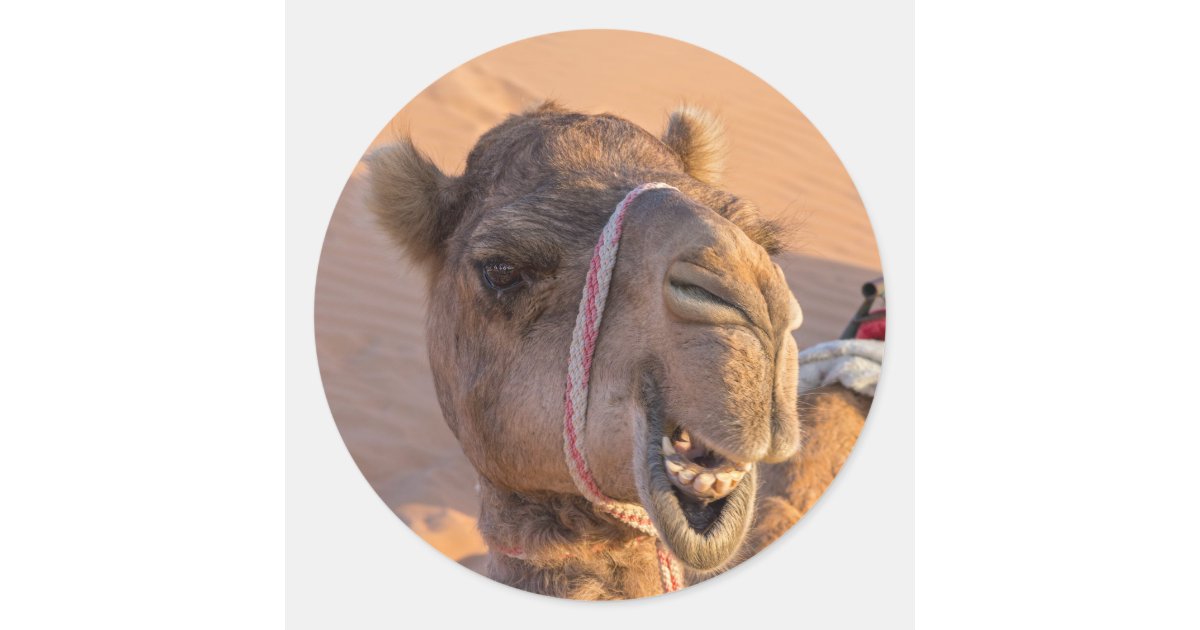 Funny Camel Ronde Sticker | Zazzle.be
