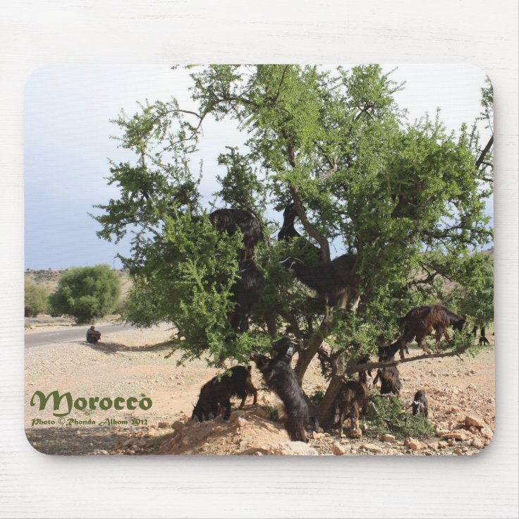 Geiten in bomen - Argan Trees, Marokko Muismat | Zazzle.be
