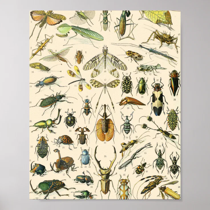 Insect and Bugs Chart Vintage Entomology Poster | Zazzle.be