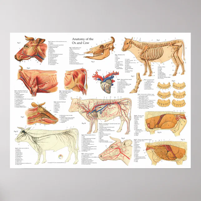 Koe Ox Bovine Anatomy Chart 18 x 24 inch Poster | Zazzle.be