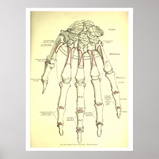 menselijke anatomie-Botten van de hand Poster | Zazzle.be