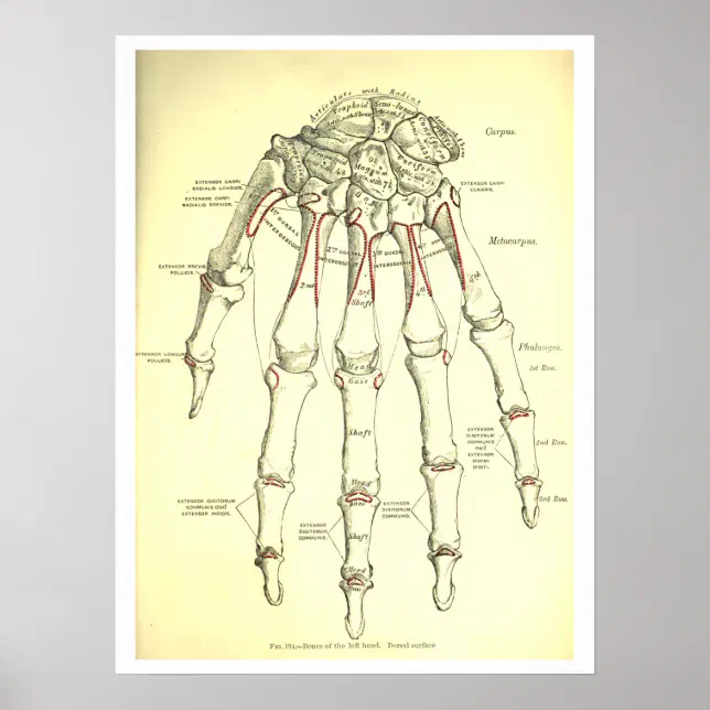 menselijke anatomie-Botten van de hand Poster | Zazzle.be