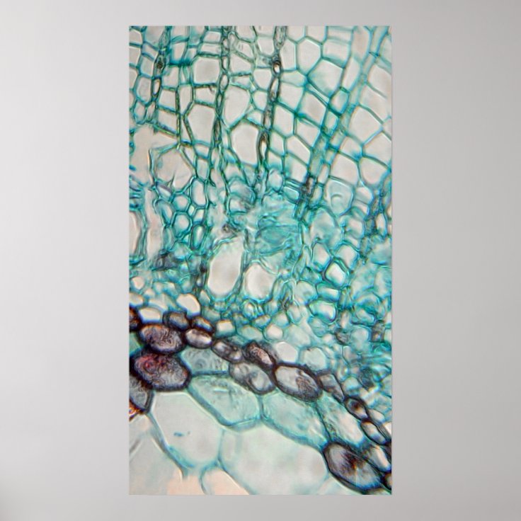 micrografie van plant cellen poster | Zazzle.be