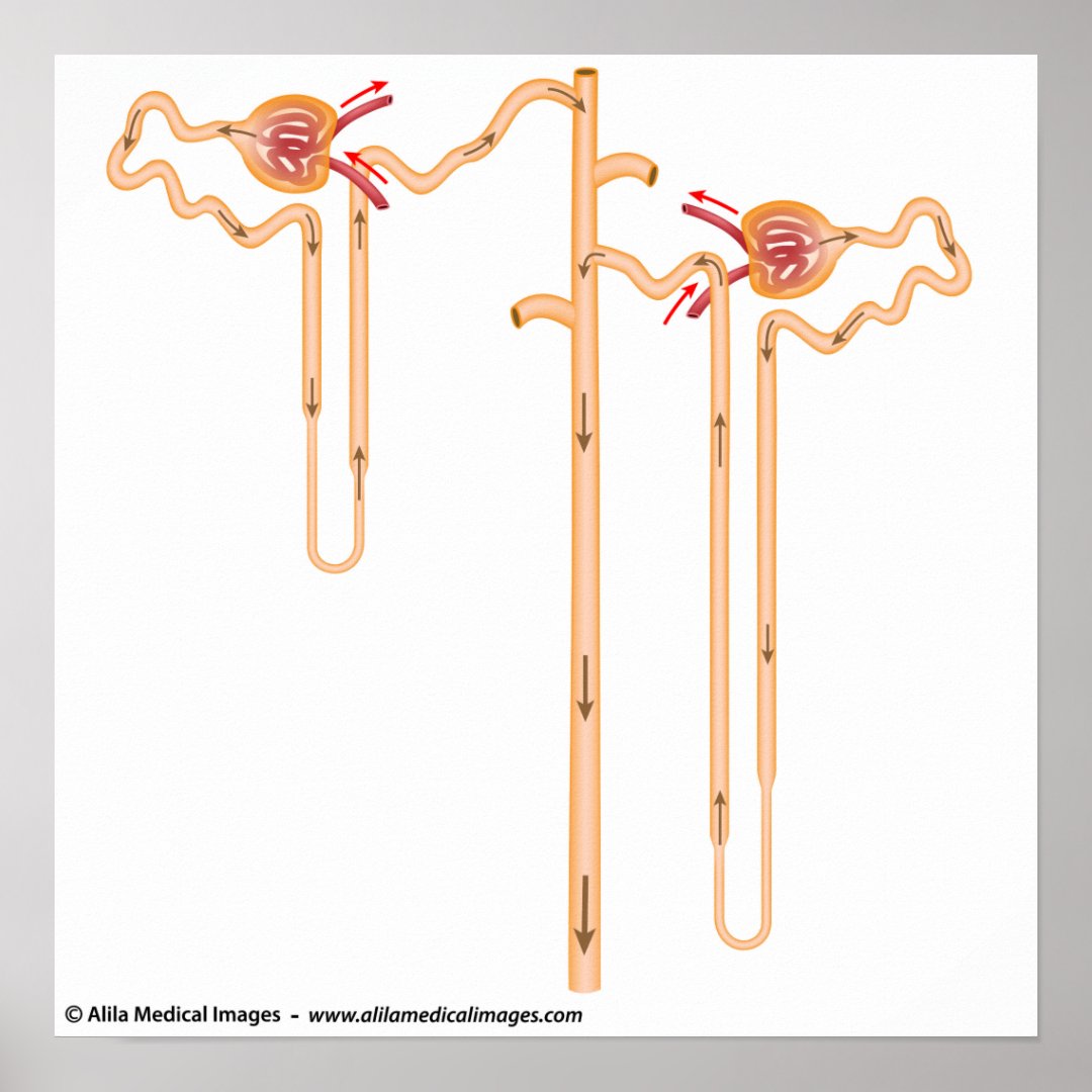 Nefron anatomie poster | Zazzle.be