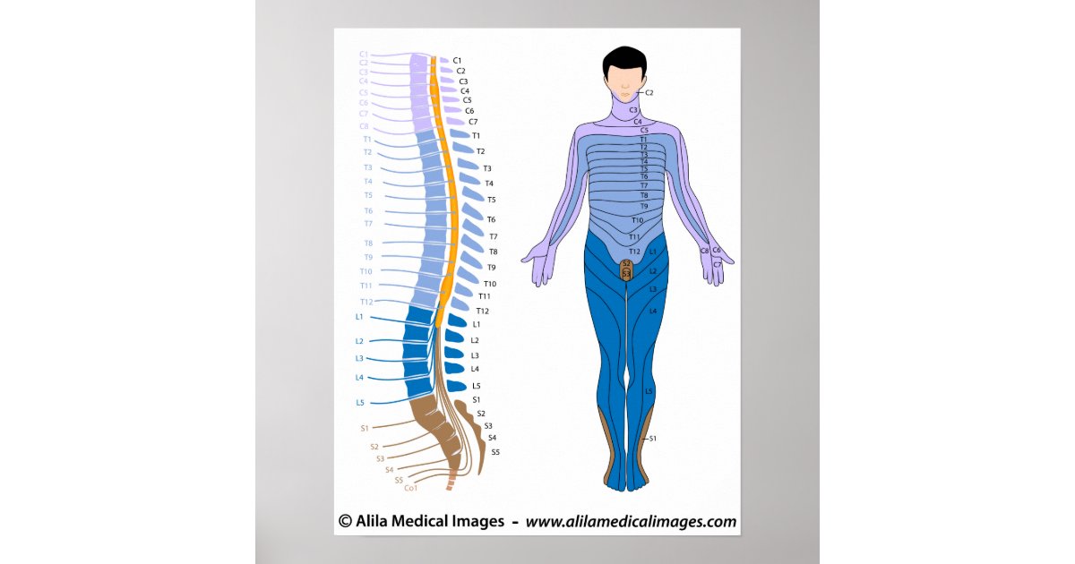 ruggenmerg en dermatoomkaart poster | Zazzle.be