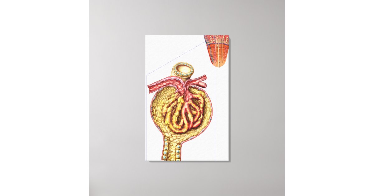 Toile Anatomie De La Capsule Glomérulaire De Bowman | Zazzle.be